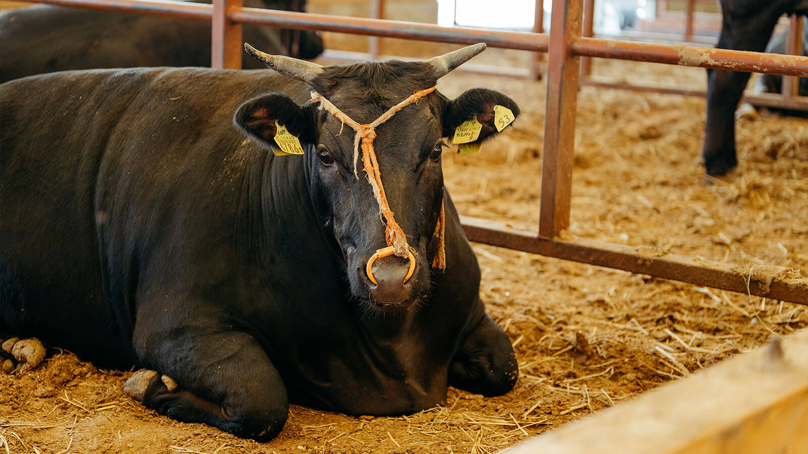 【Omi Beef Morishima Omihachiman Restaurant】A Long-Established ...