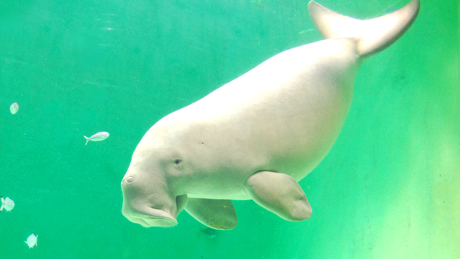 【Toba Aquarium】Meet the Only Manatee in Japan | CHUBU-ROO! CHUBU-ROO!