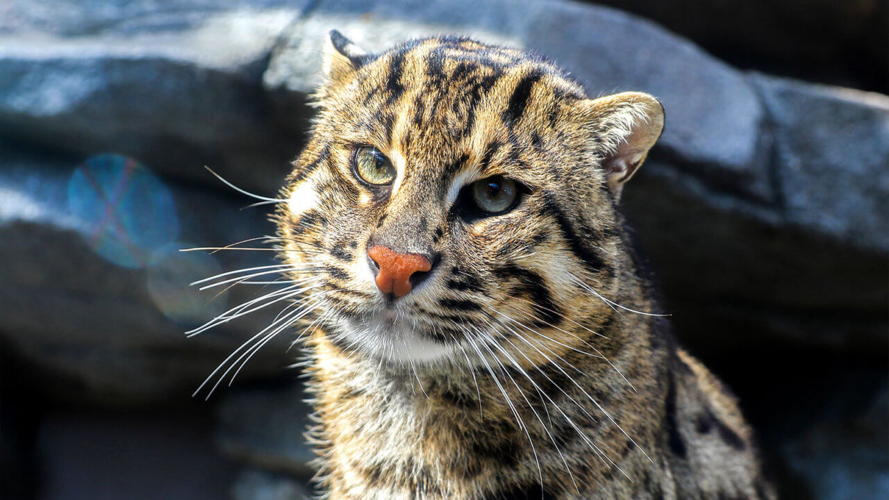 【Toba Aquarium】Meet the Only Manatee in Japan | CHUBU-ROO! CHUBU-ROO!