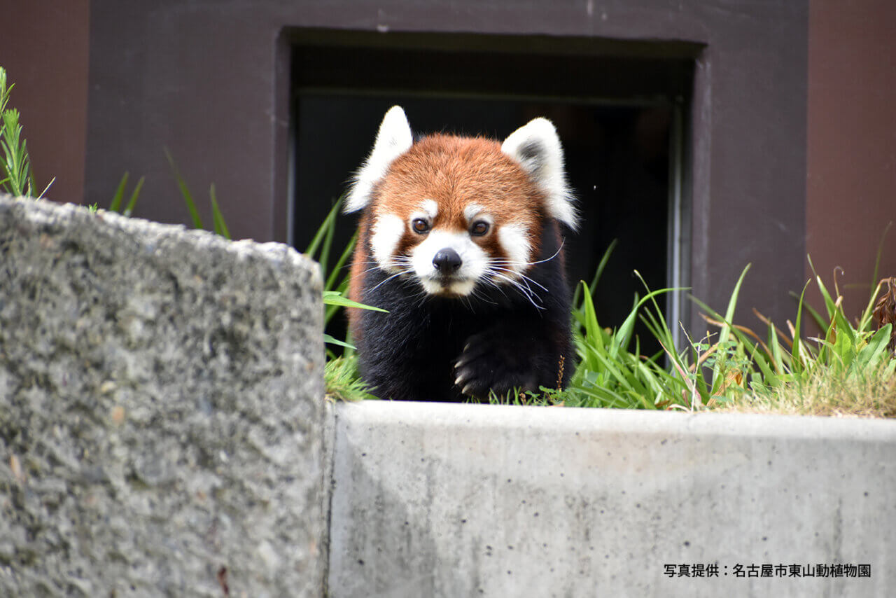 Discover the All-Day Charm of Higashiyama Zoo and Botanical Gardens ...