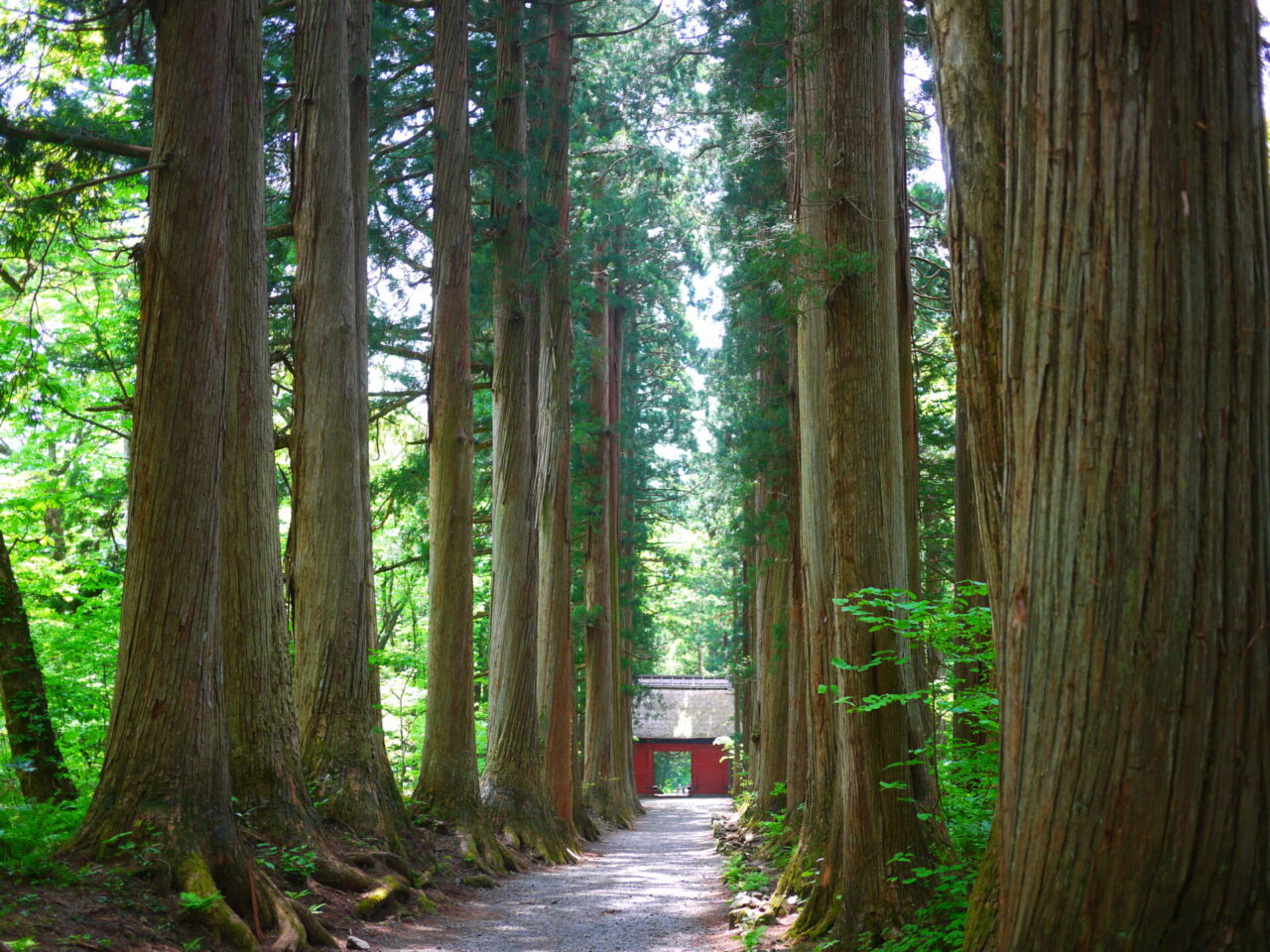 【戸隠神社】神話の舞台へ、杉並木の参道が導く五社の聖地 - CHUBU-ROO!